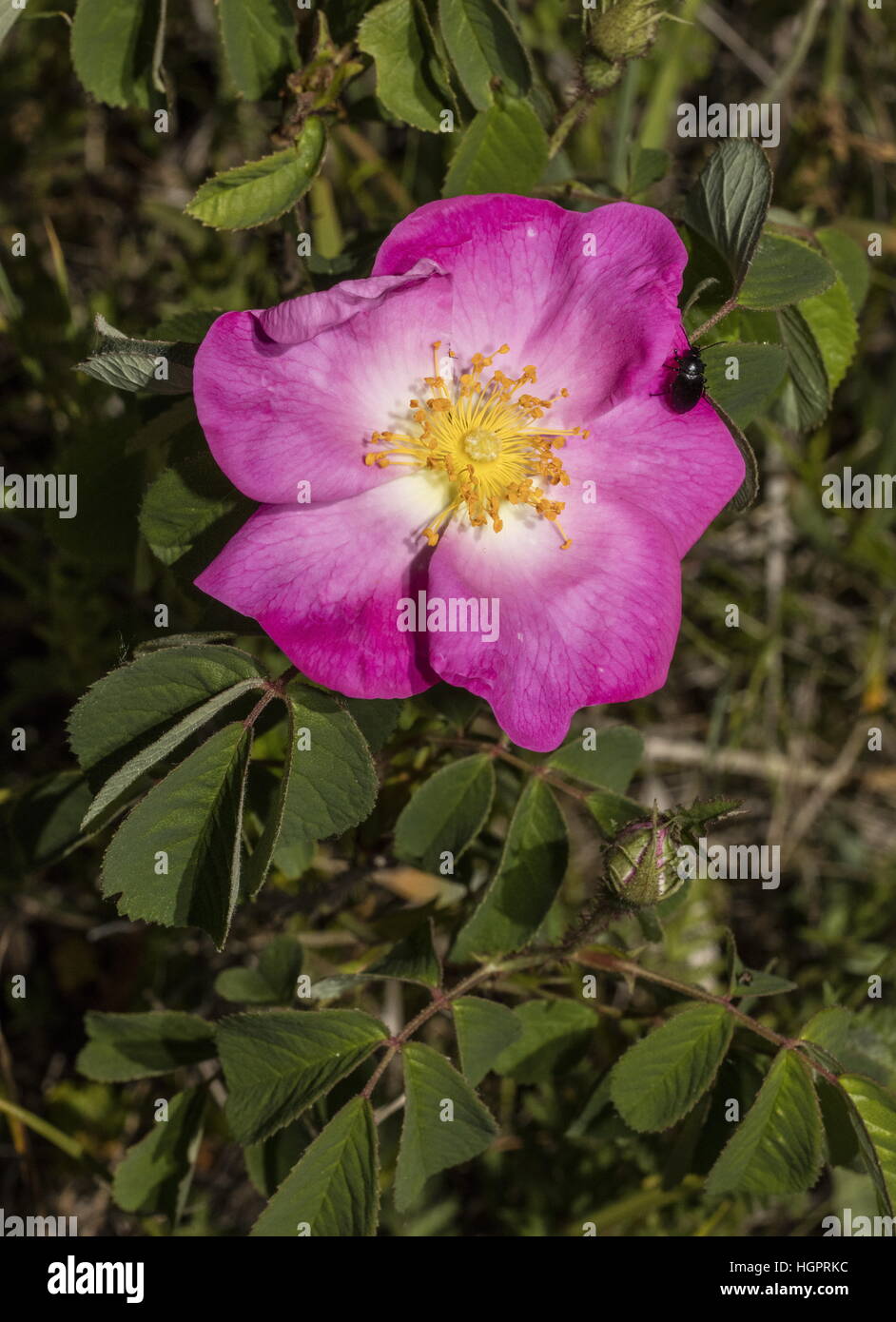 Gallic rose, Rosa gallica, in flower on limestone grassland, Slovakia ...