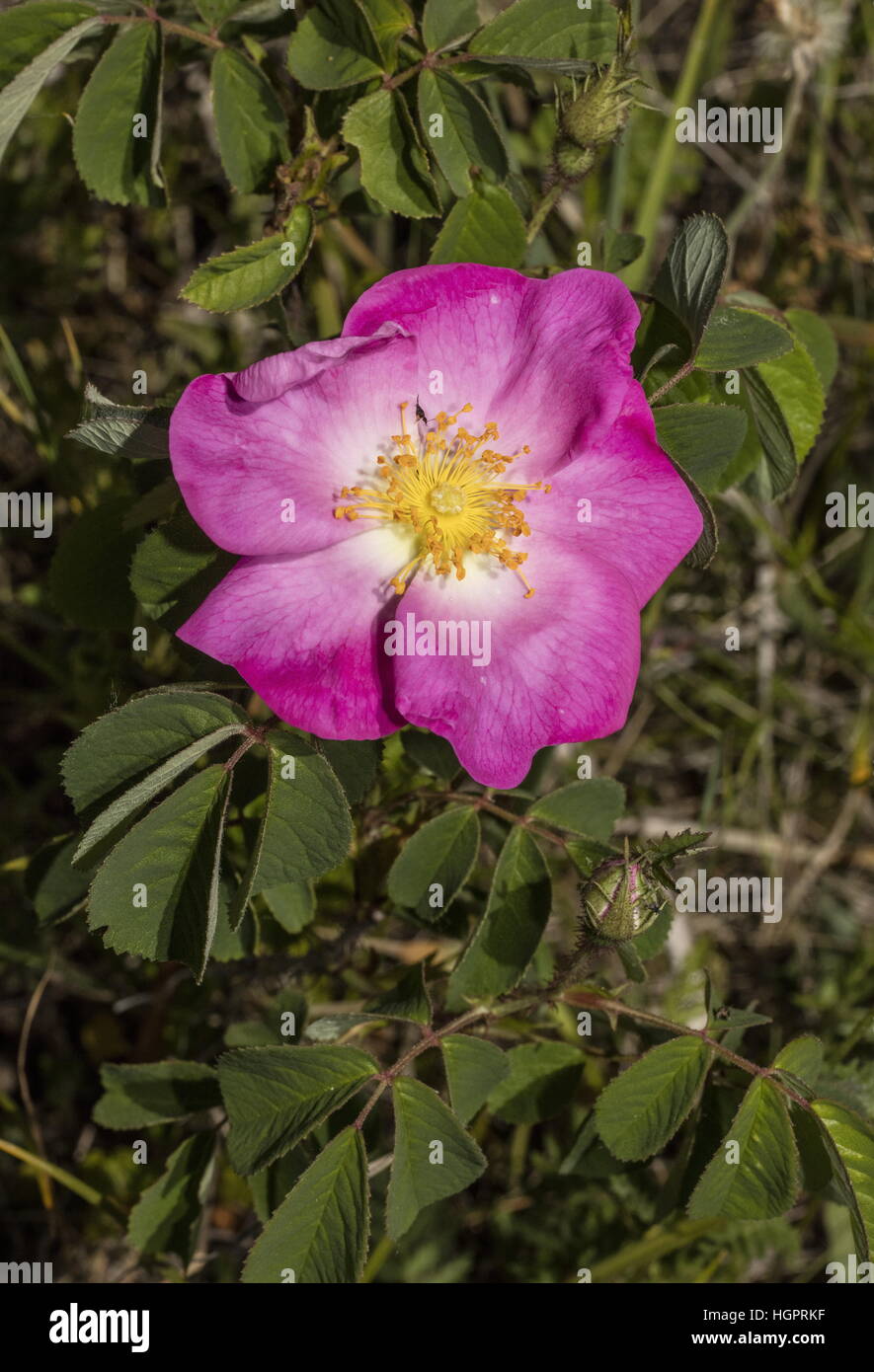 Rosa gallica provins rose flower hi-res stock photography and images ...