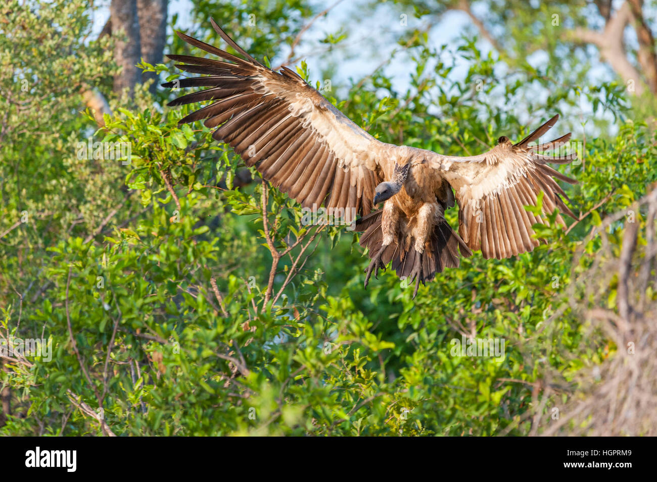 White backed Vulture Africa feeding carcass eat Stock Photo - Alamy