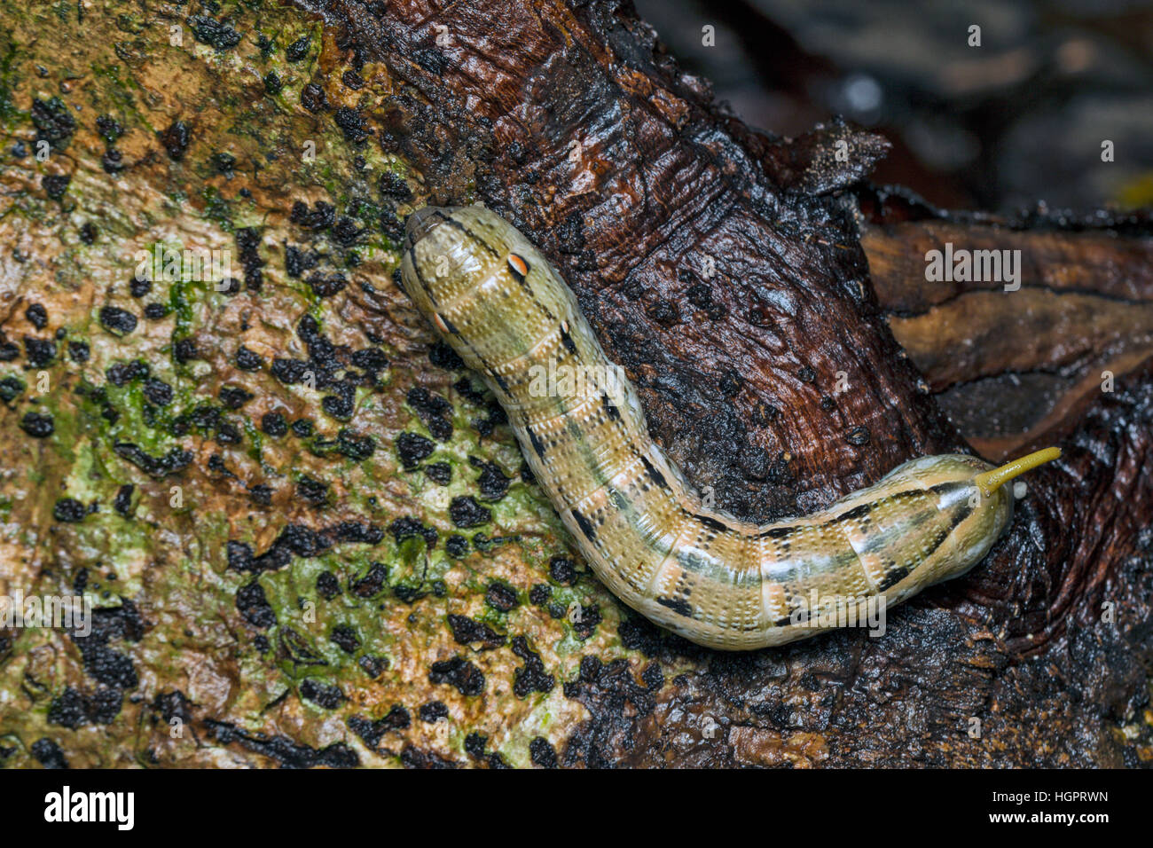 Caterpillar in tropical rainforest, Malysia Stock Photo - Alamy