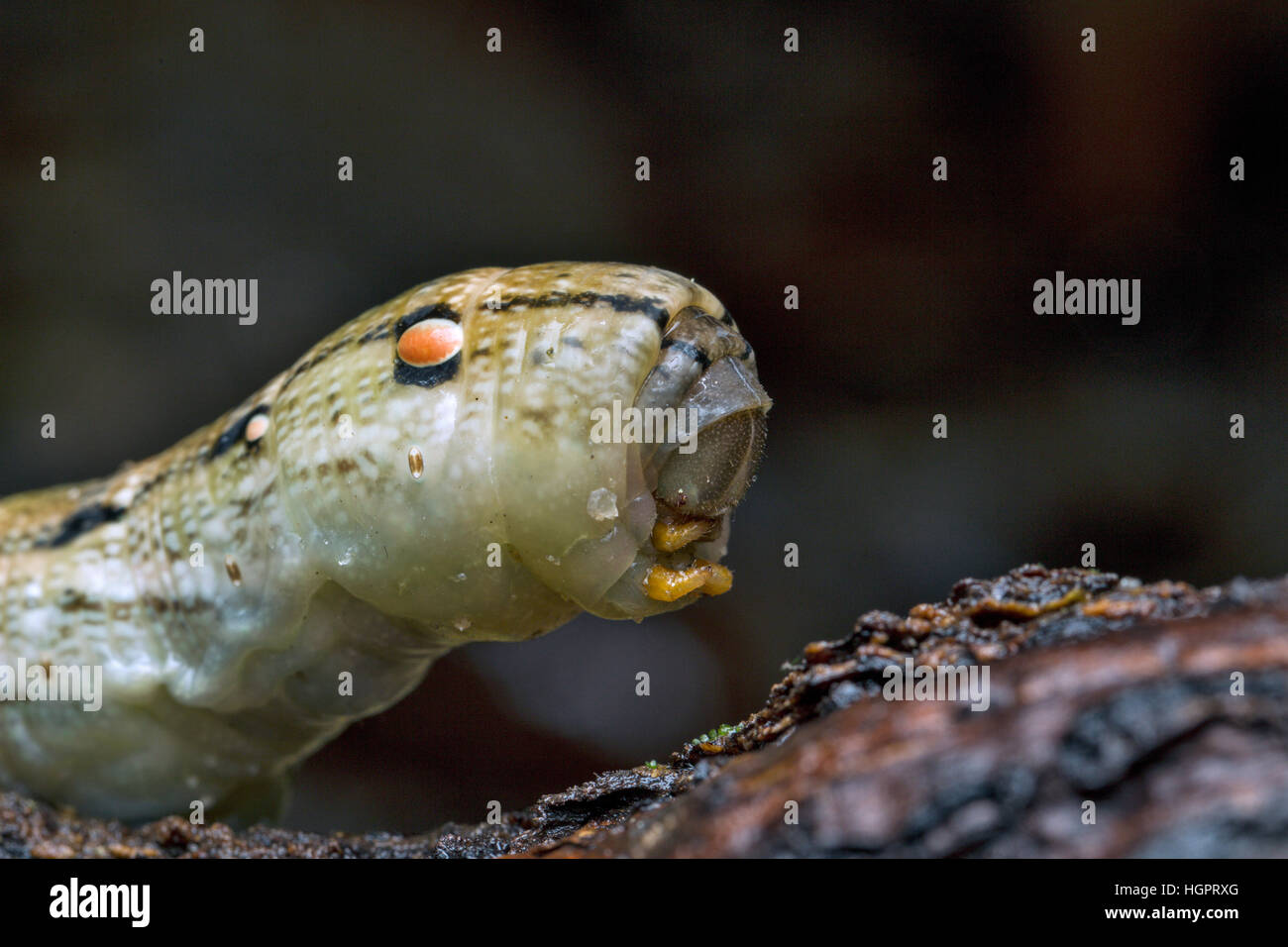 Caterpillar in tropical rainforest, Malysia Stock Photo - Alamy