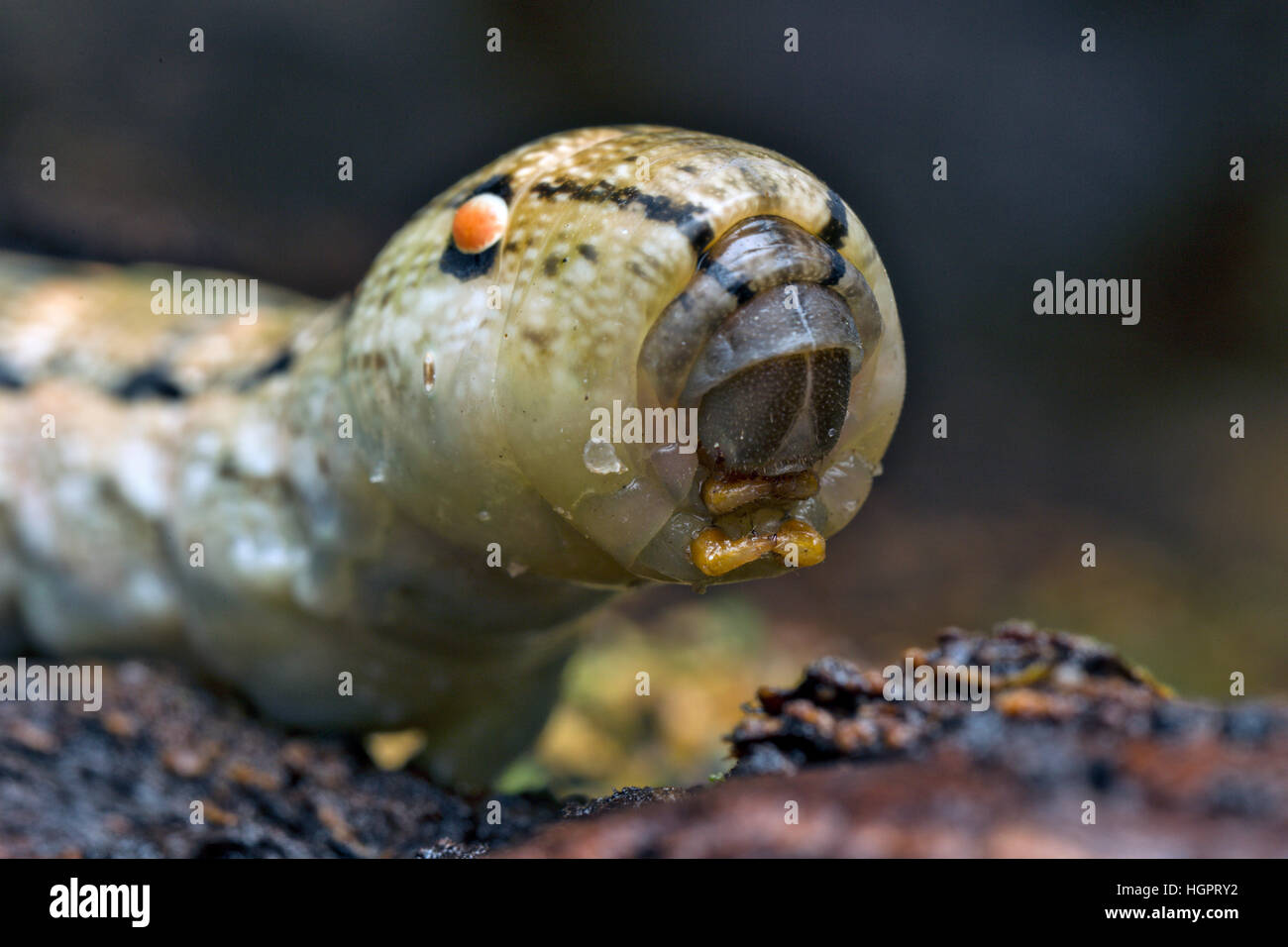 Caterpillar in tropical rainforest, Malysia Stock Photo - Alamy