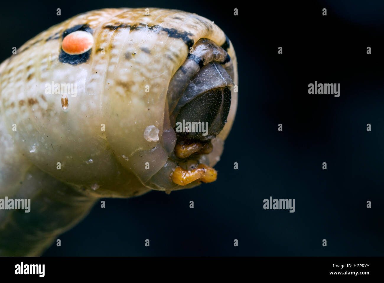 Caterpillar in tropical rainforest, Malysia Stock Photo - Alamy