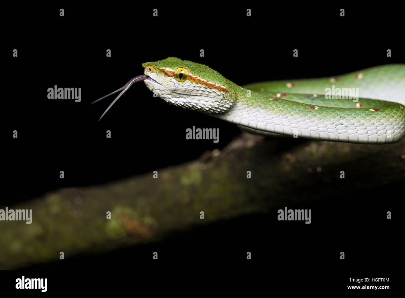 Infrared sensing snake hi-res stock photography and images - Alamy