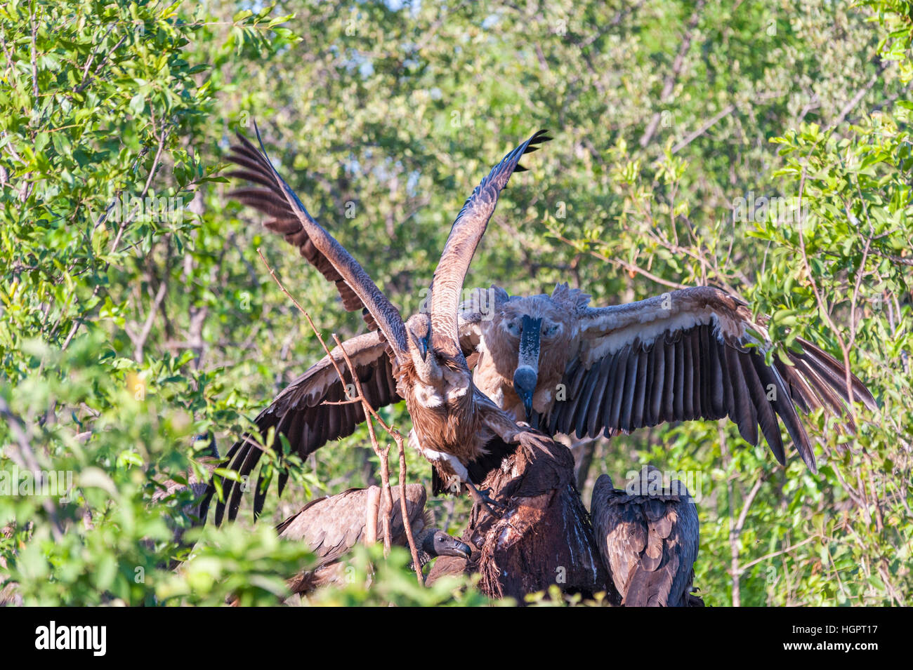 White backed Vulture Africa feeding carcass eat Stock Photo - Alamy