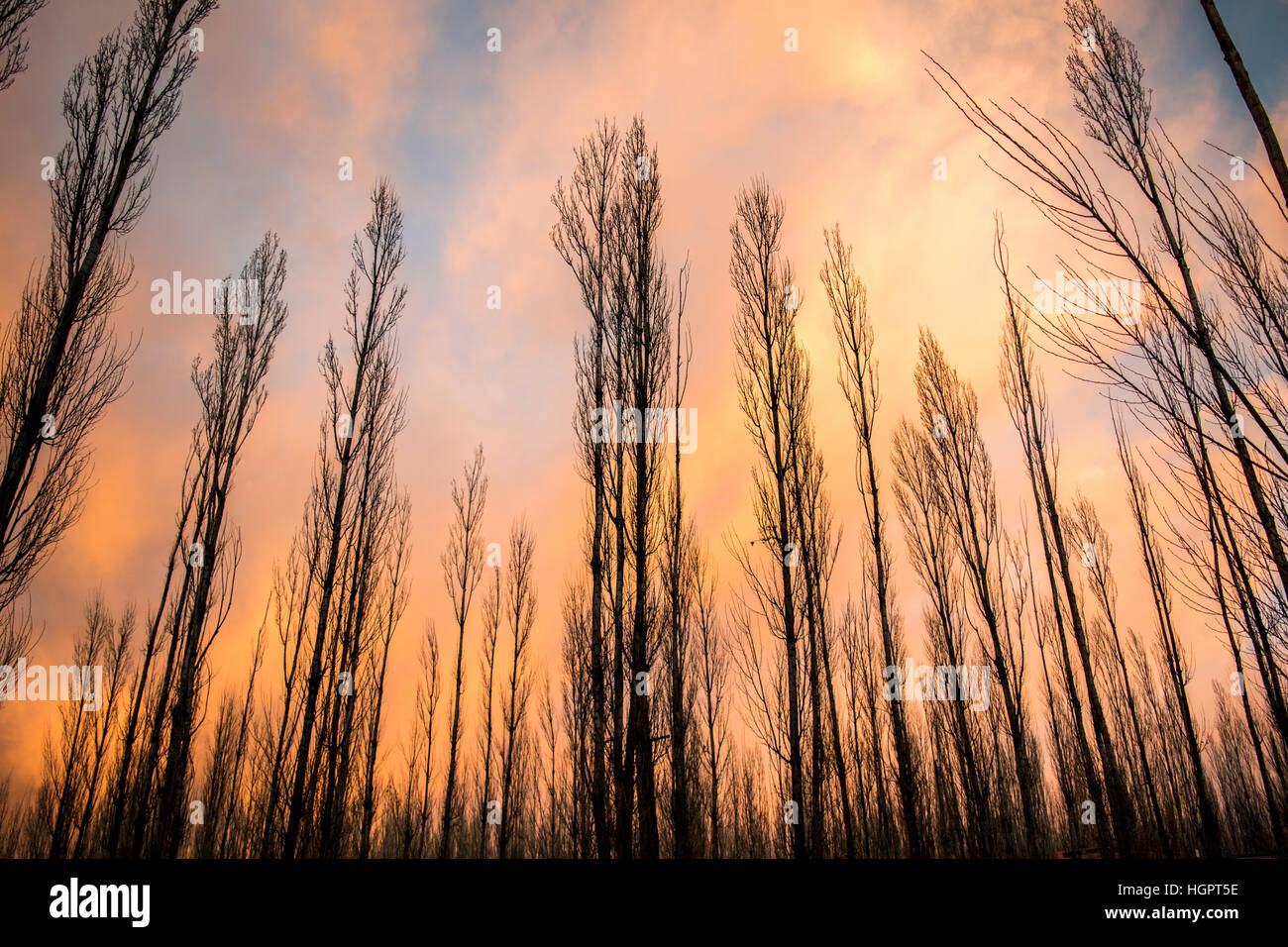 Orange sky trees hi-res stock photography and images - Alamy