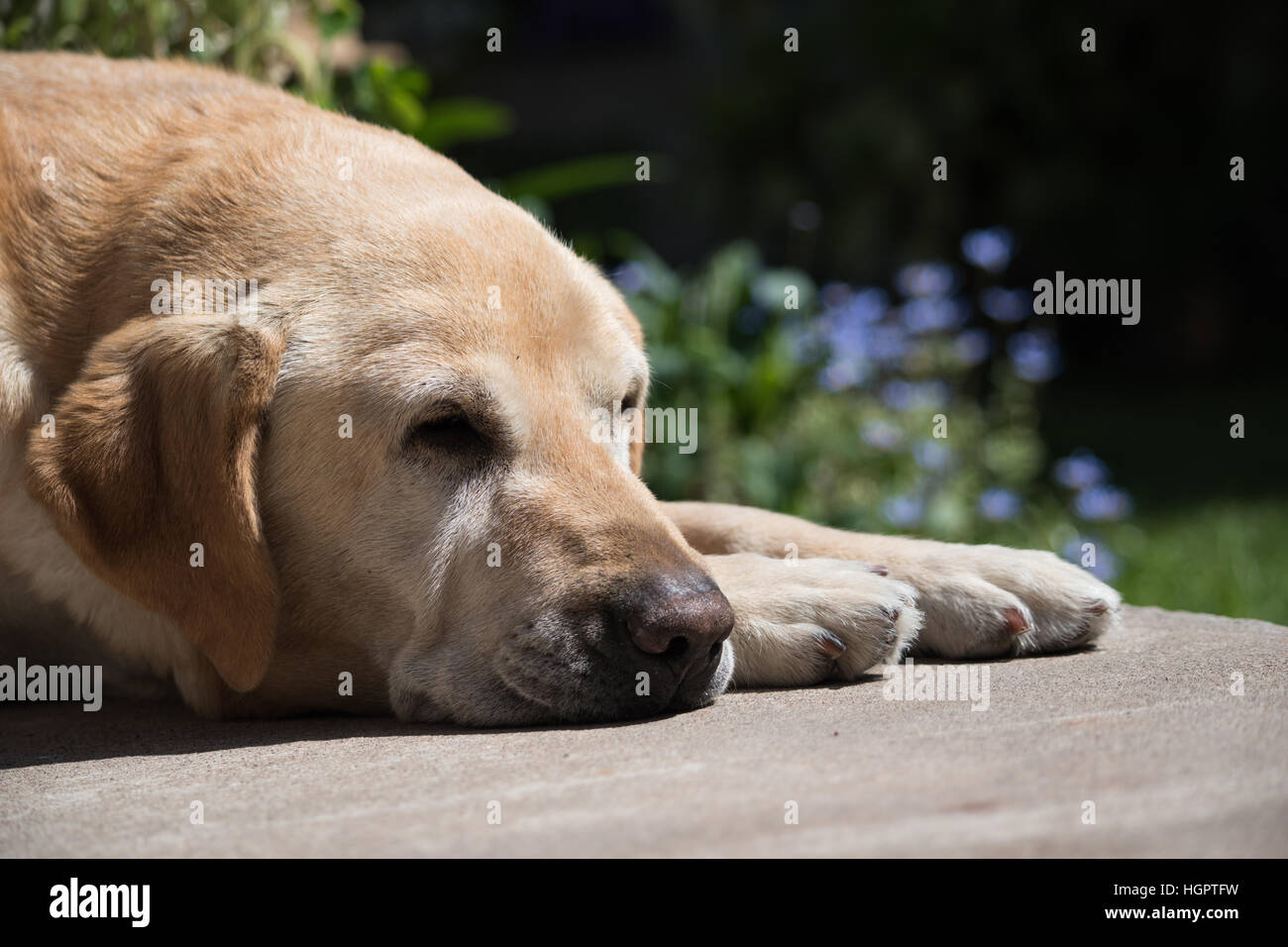 female labrador dog sleeping under the sun Stock Photo - Alamy