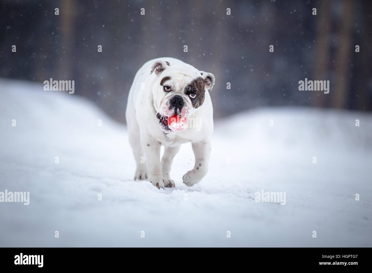 English bulldog playing with ball on cold winter day Stock Photo - Alamy
