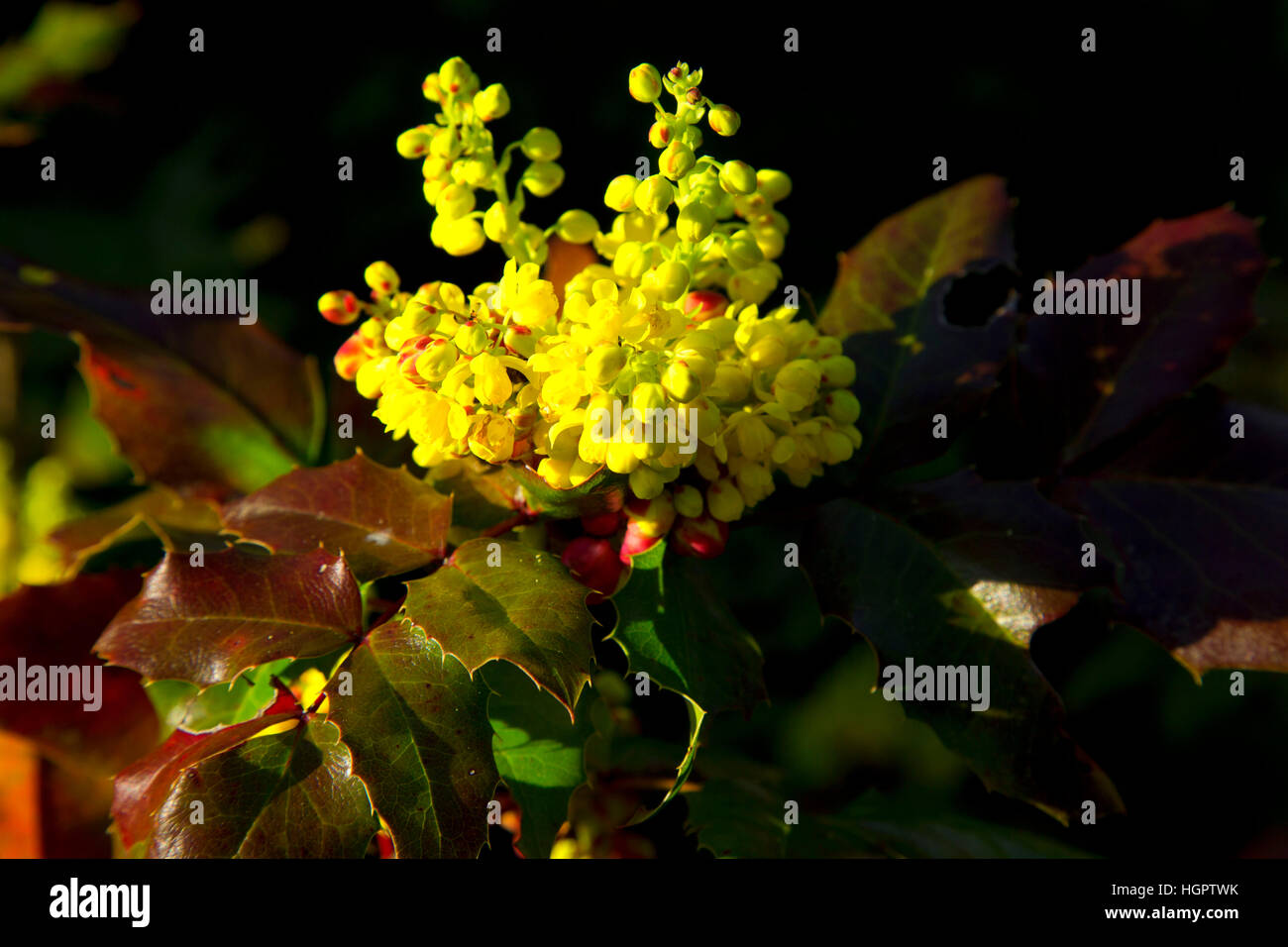 Bloom Grape High Resolution Stock Photography and Images - Alamy