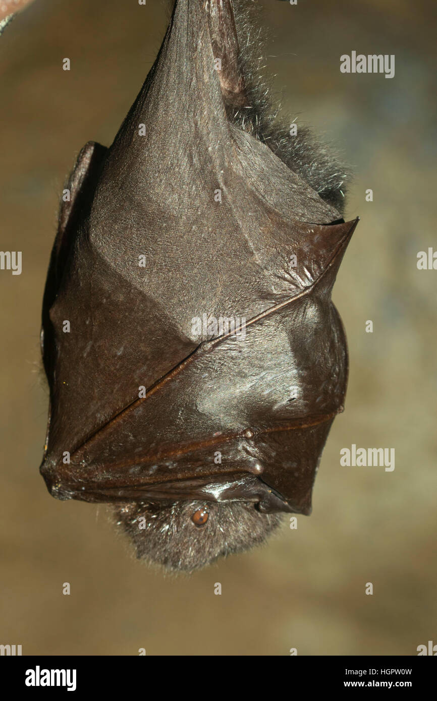 Rodrigues flying fox (Pteropus rodricensis), Oregon Zoo, Washington ...