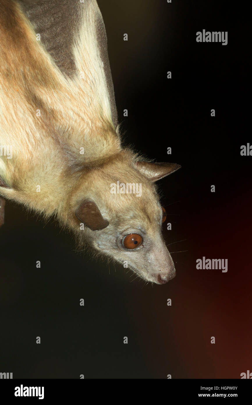 Fruit bat, Oregon Zoo, Washington Park, Portland, Oregon Stock Photo ...