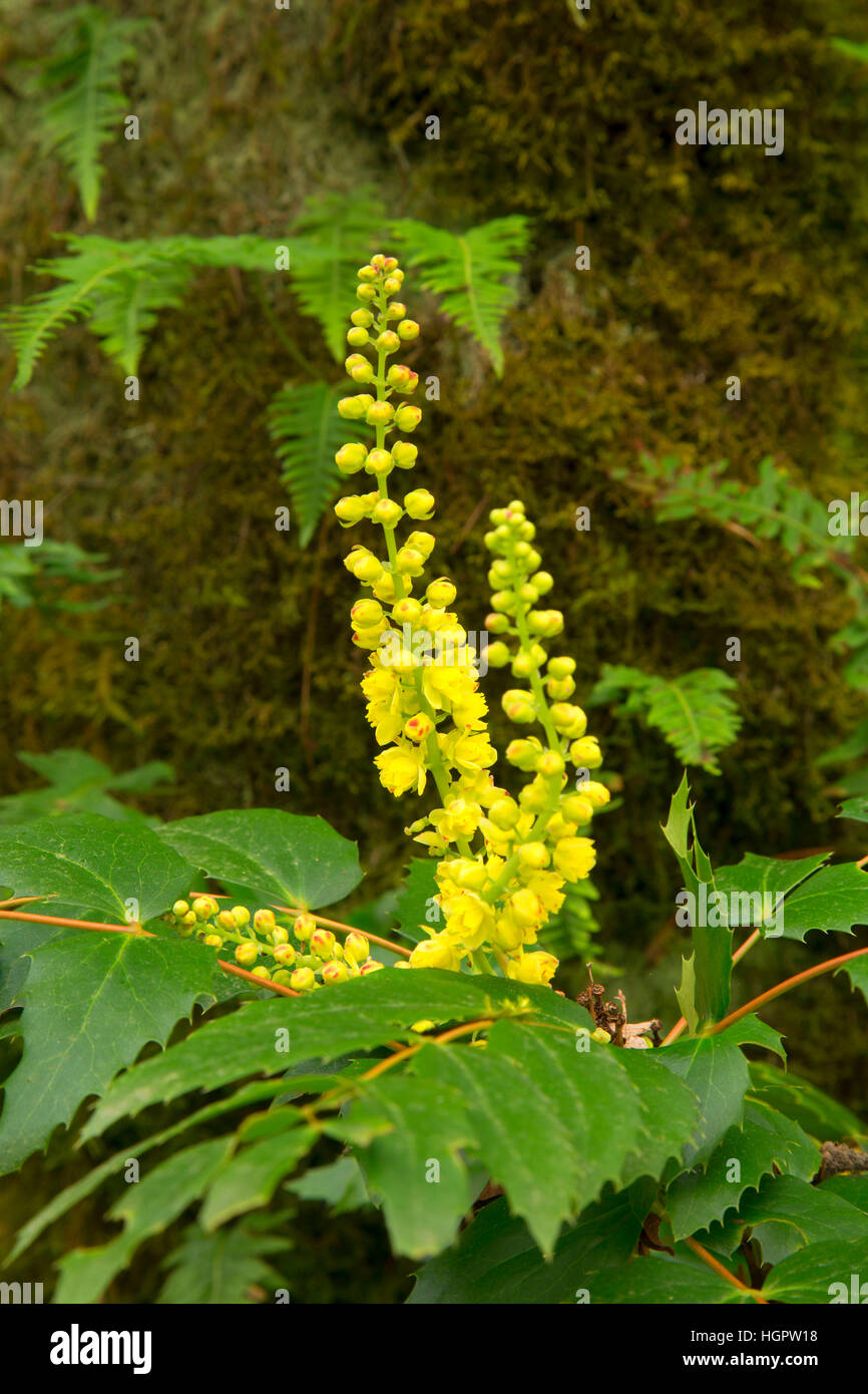 Oregon grape in bloom, Tryon Creek State Park, Portland, Oregon Stock ...