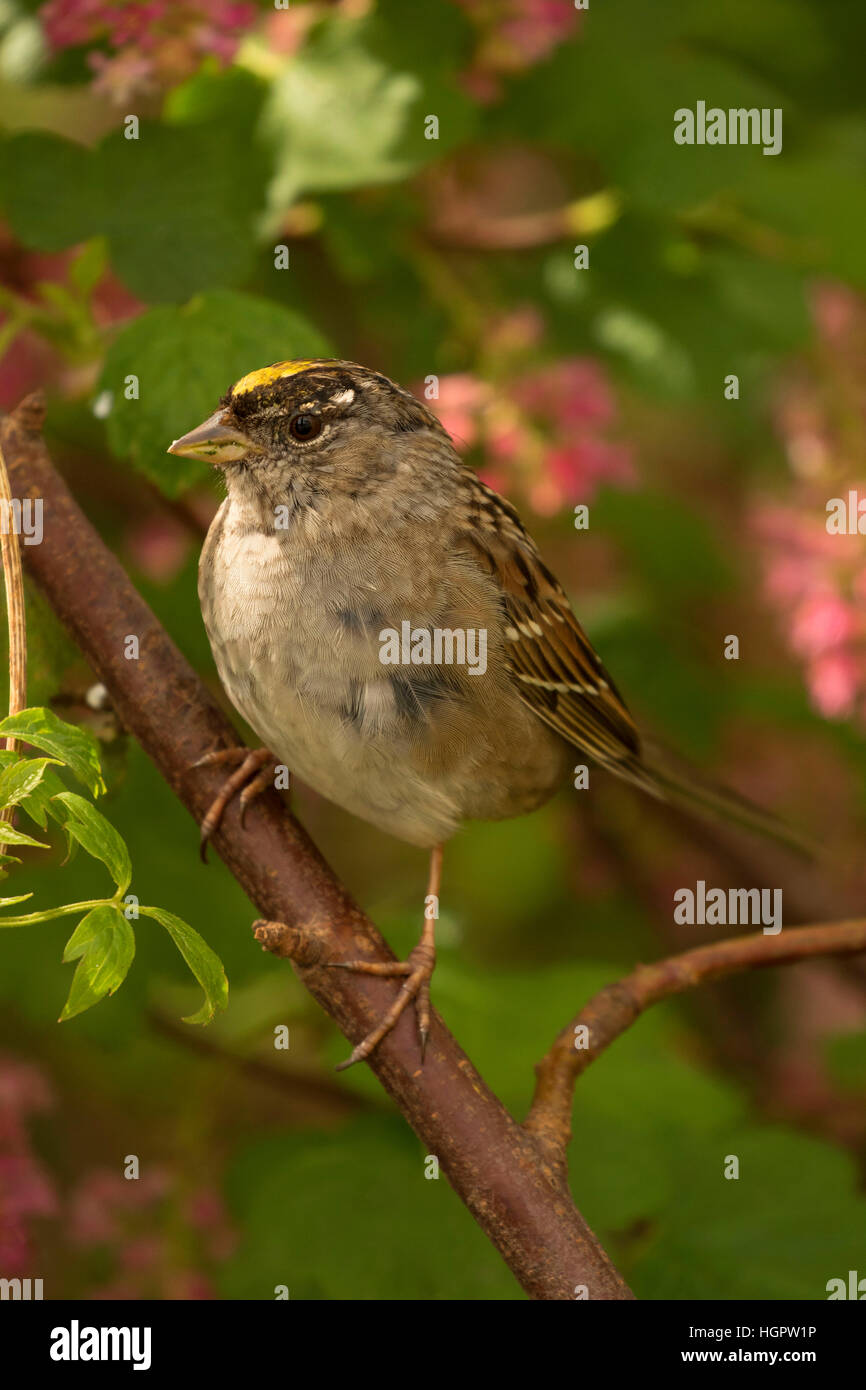Luscher farm park hi-res stock photography and images - Alamy