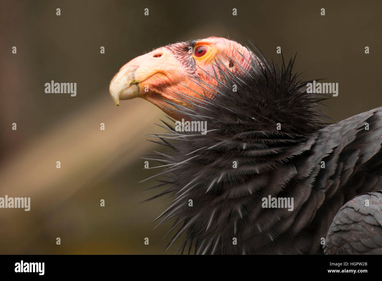 California condor (Gymnogyps californianus), Oregon Zoo, Washington ...