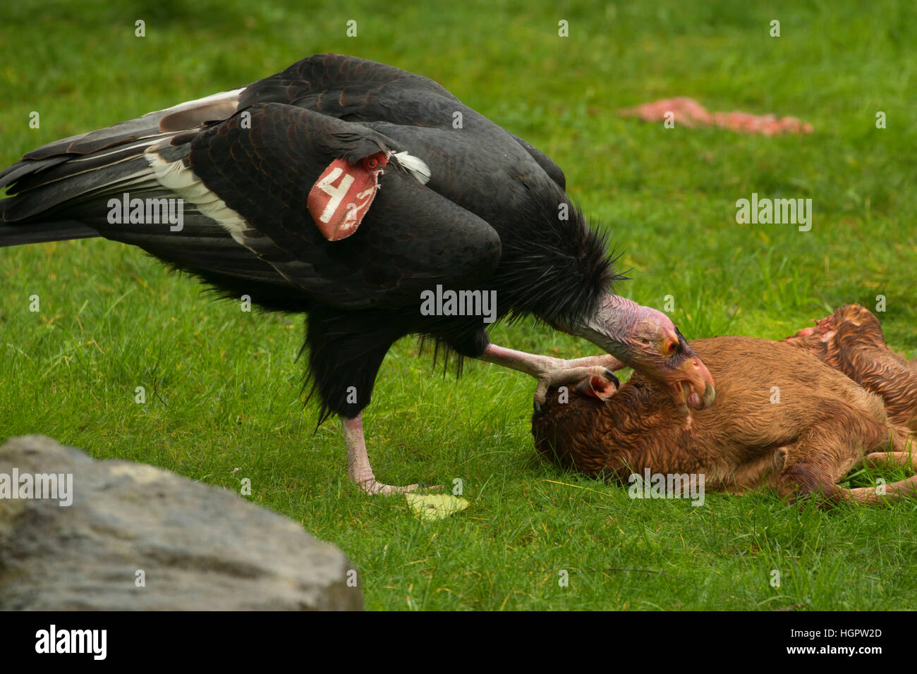 California condor (Gymnogyps californianus), Oregon Zoo, Washington ...
