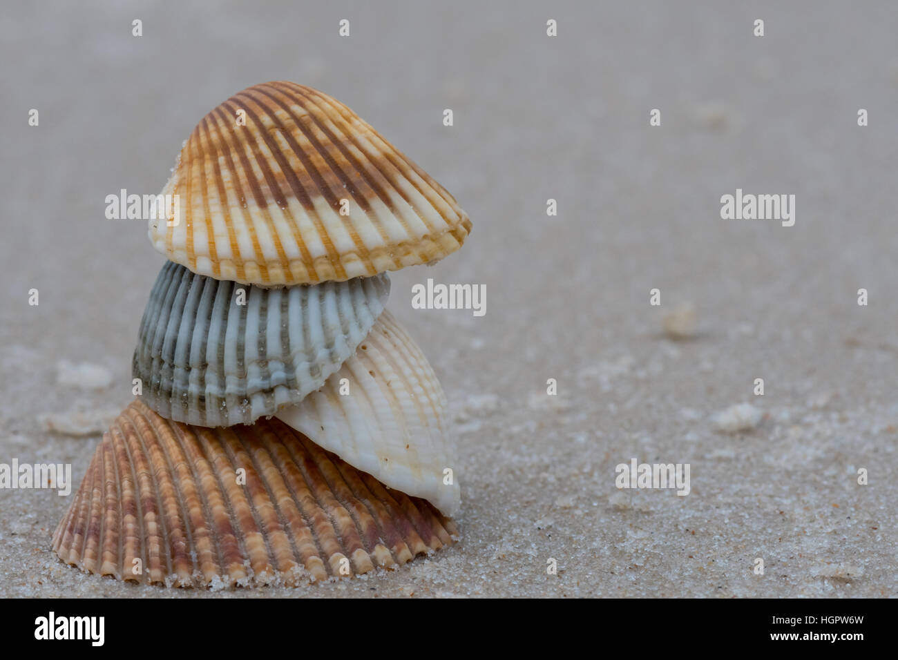 Stack of Shells Medium With Copy Space on right Stock Photo - Alamy