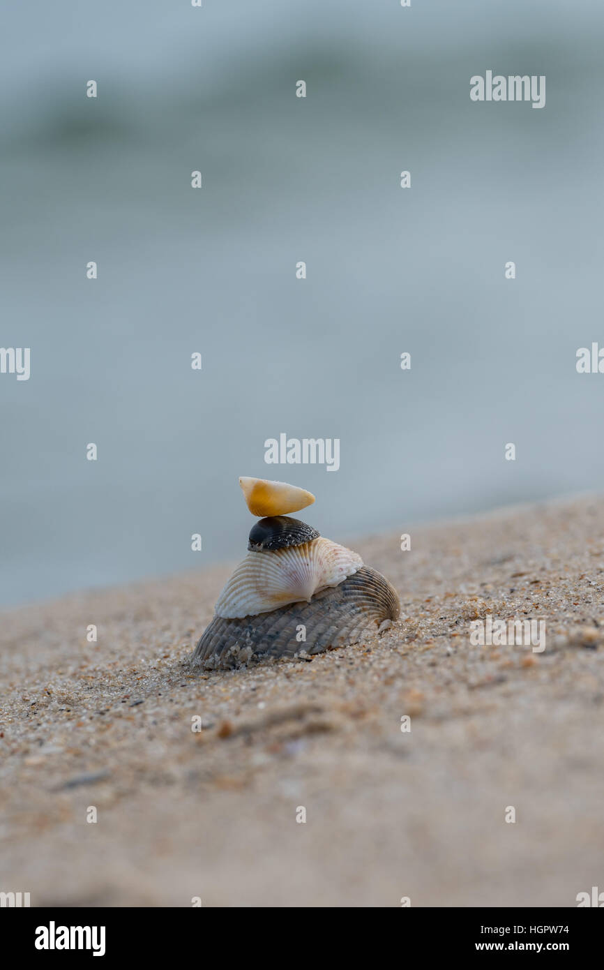 Stacked Shells with Selective Focus on diagonal sandy surface Stock ...