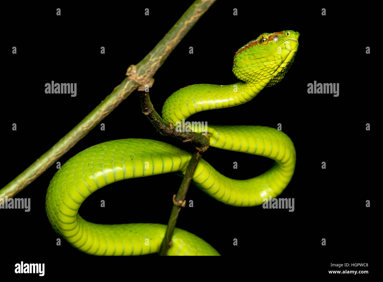 1997 Kia Sephia Green Viper