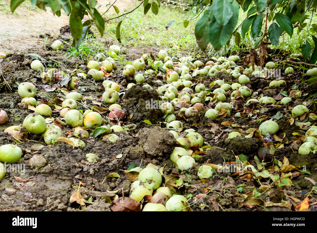 Apple orchard. Rows of trees and the fruit of the ground under the ...