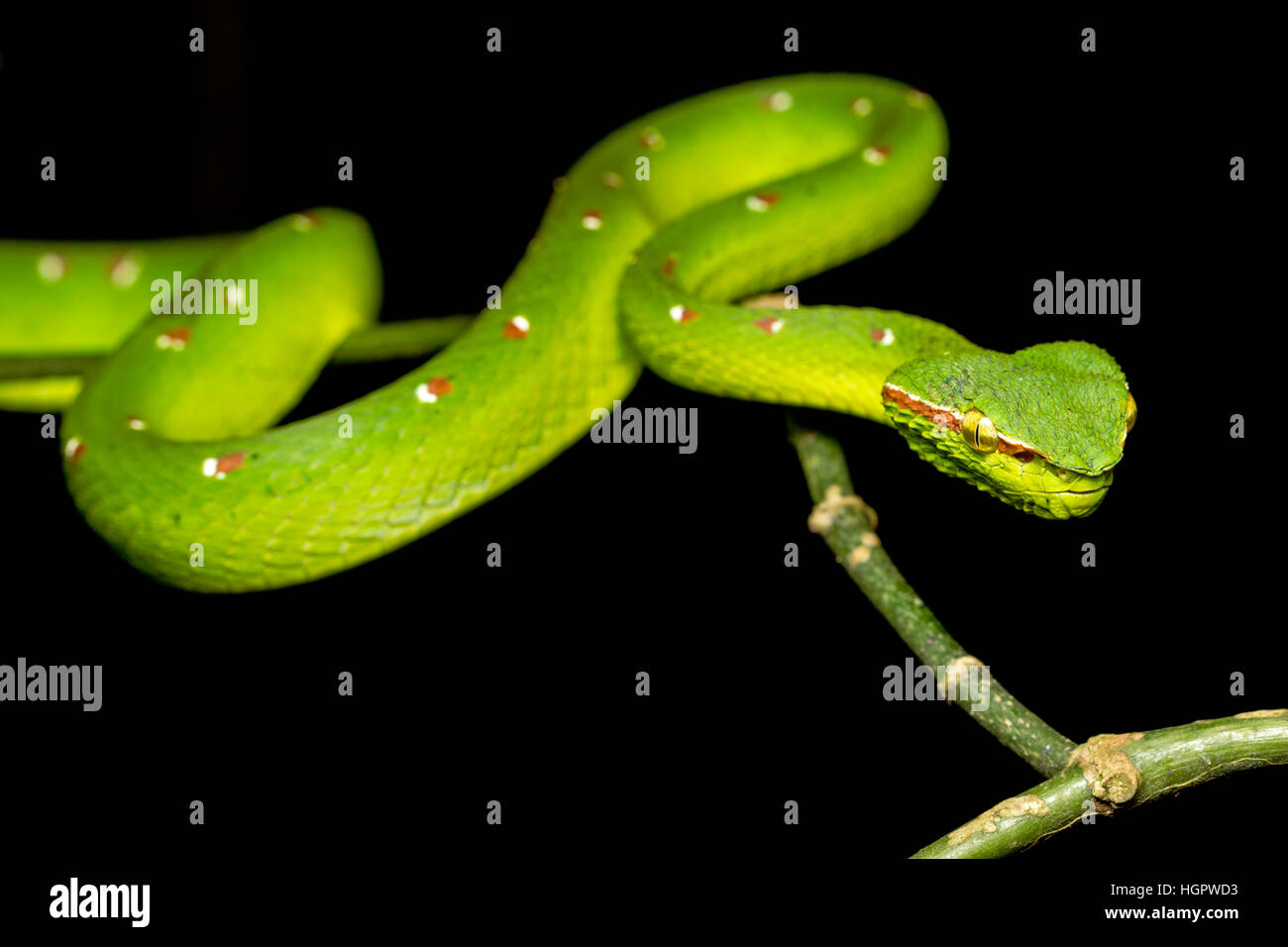 Pit viper heat sensing pit organs hi-res stock photography and images ...