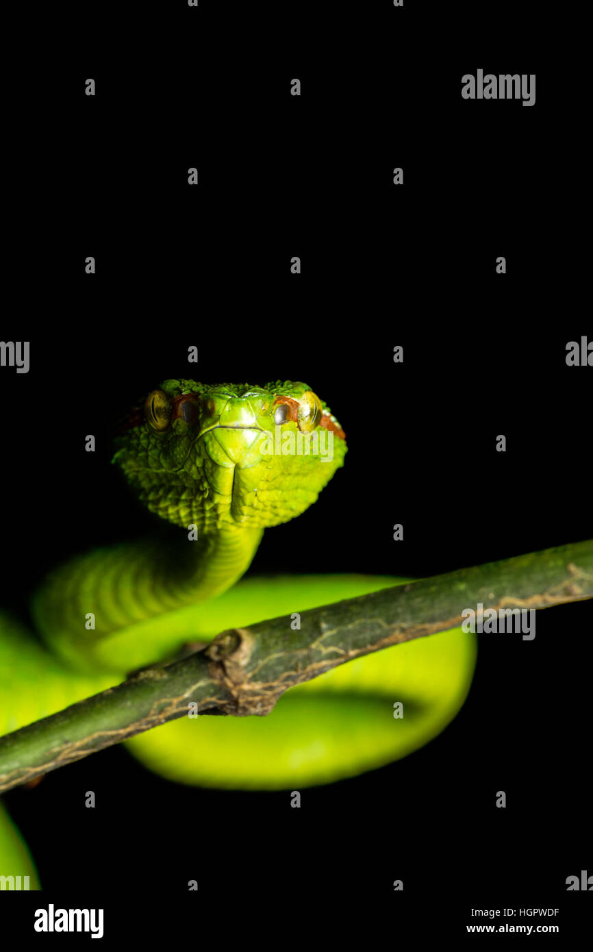 Heat sensing pit organs hi-res stock photography and images - Alamy