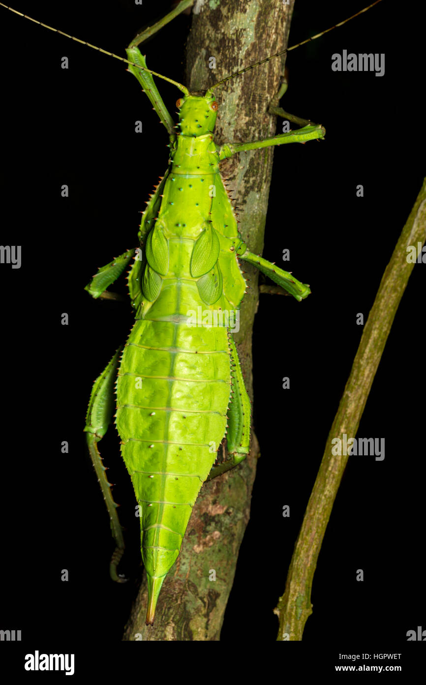 Malaysian stick insect (Heteropteryx dilatata Stock Photo - Alamy