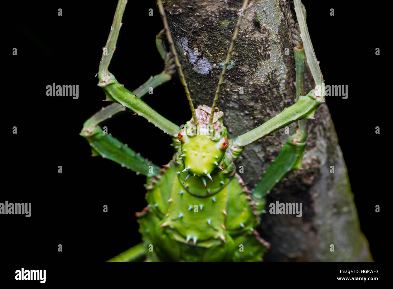 Malaysian stick insect (Heteropteryx dilatata Stock Photo - Alamy