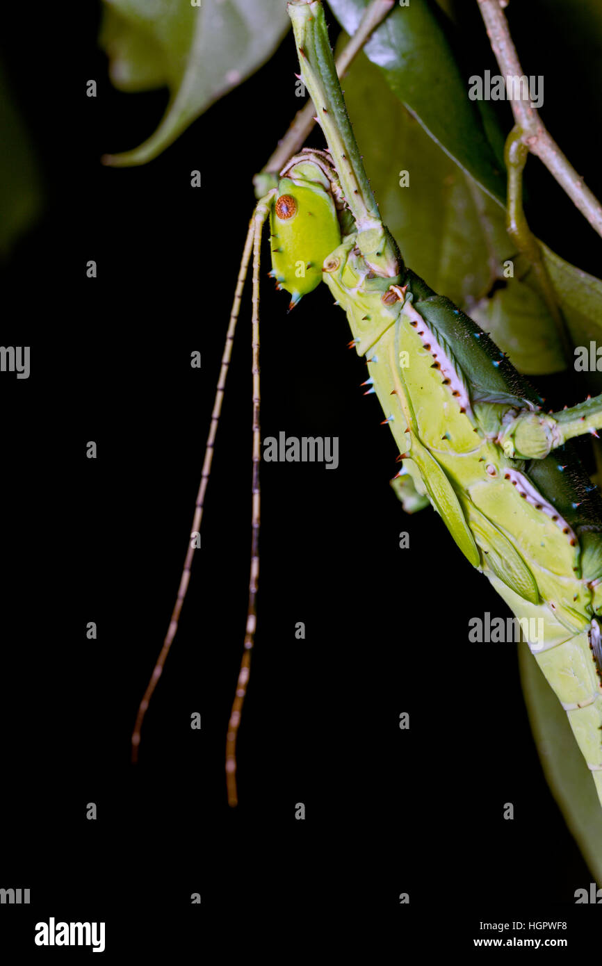 Jungle nymph hi-res stock photography and images - Alamy