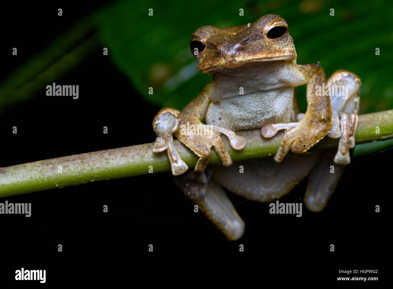 Common tree frog (Polypedates leucomystax Stock Photo - Alamy