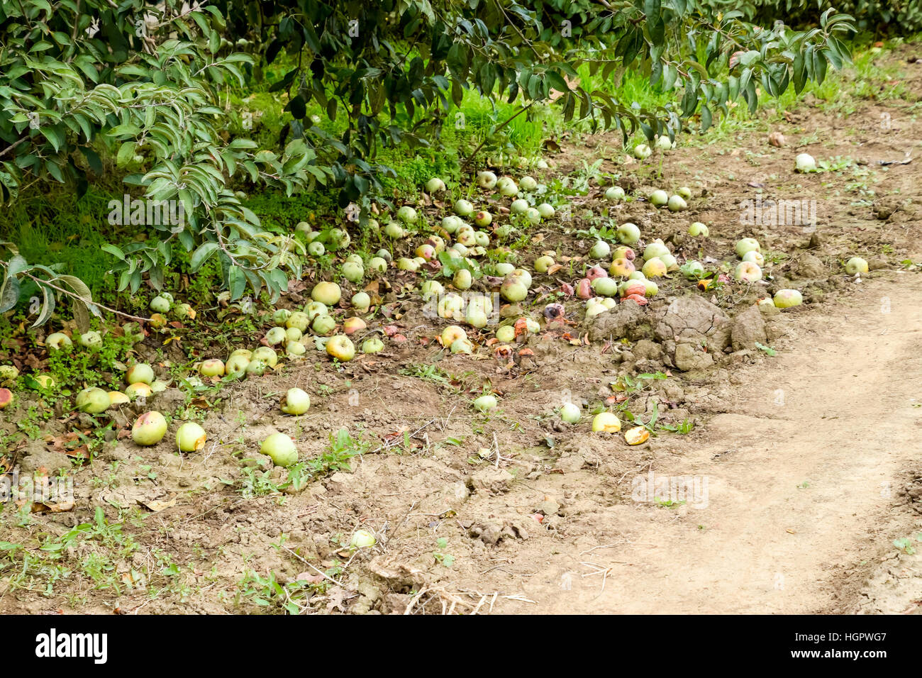 Apple orchard. Rows of trees and the fruit of the ground under the ...