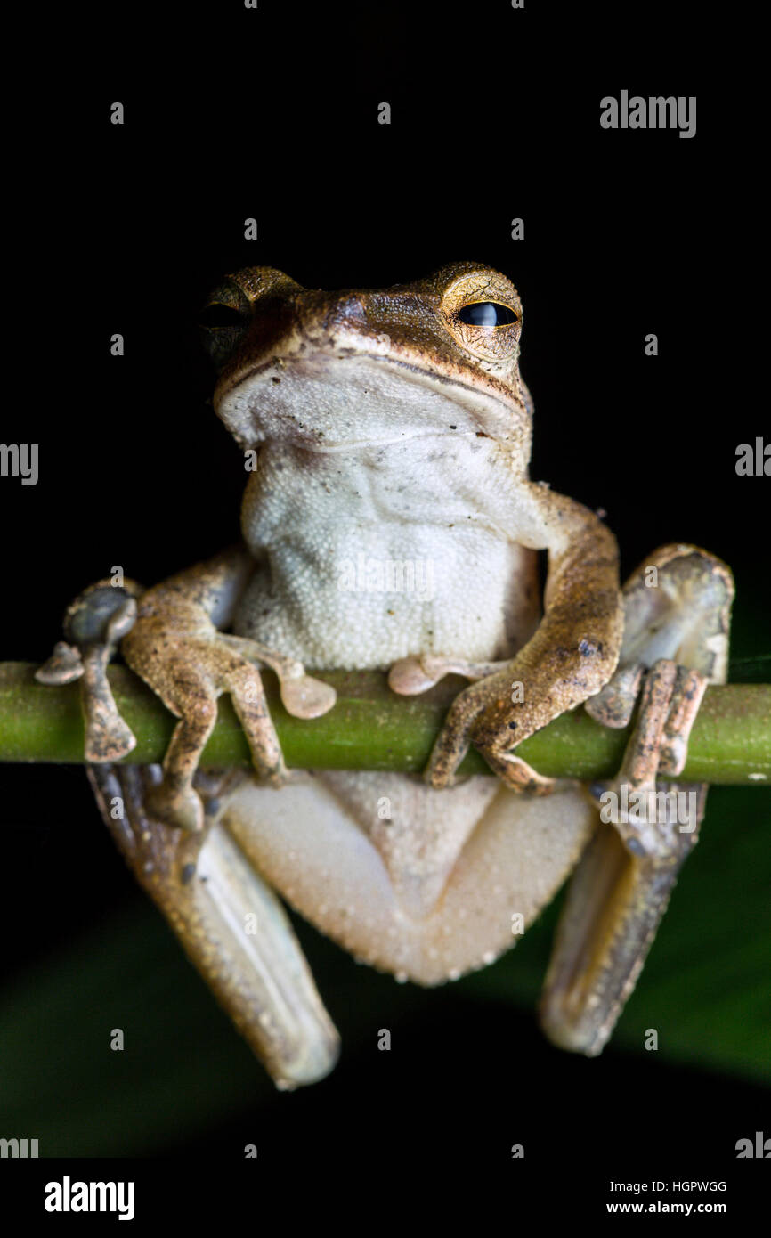 Common tree frog (Polypedates leucomystax Stock Photo - Alamy