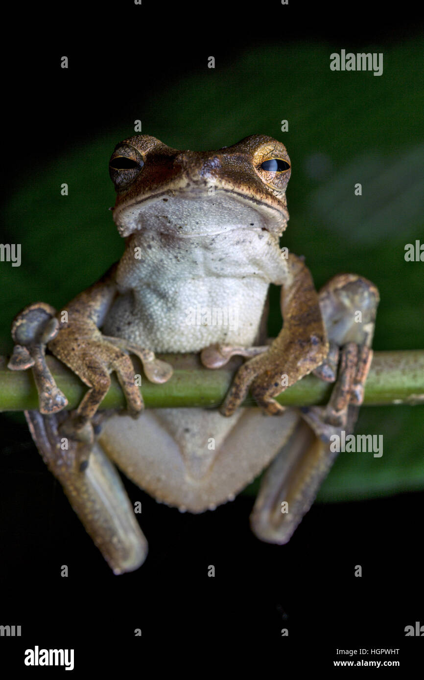 Old world tree frog hi-res stock photography and images - Alamy