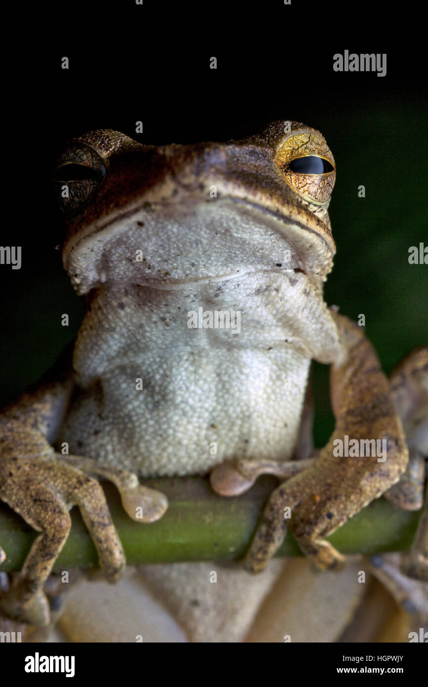 Common tree frog (Polypedates leucomystax Stock Photo - Alamy