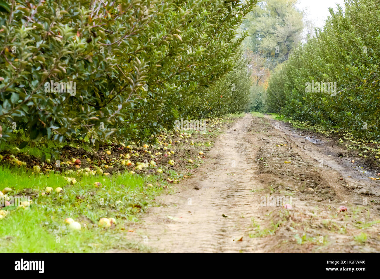 Apple orchard. Rows of trees and the fruit of the ground under the ...