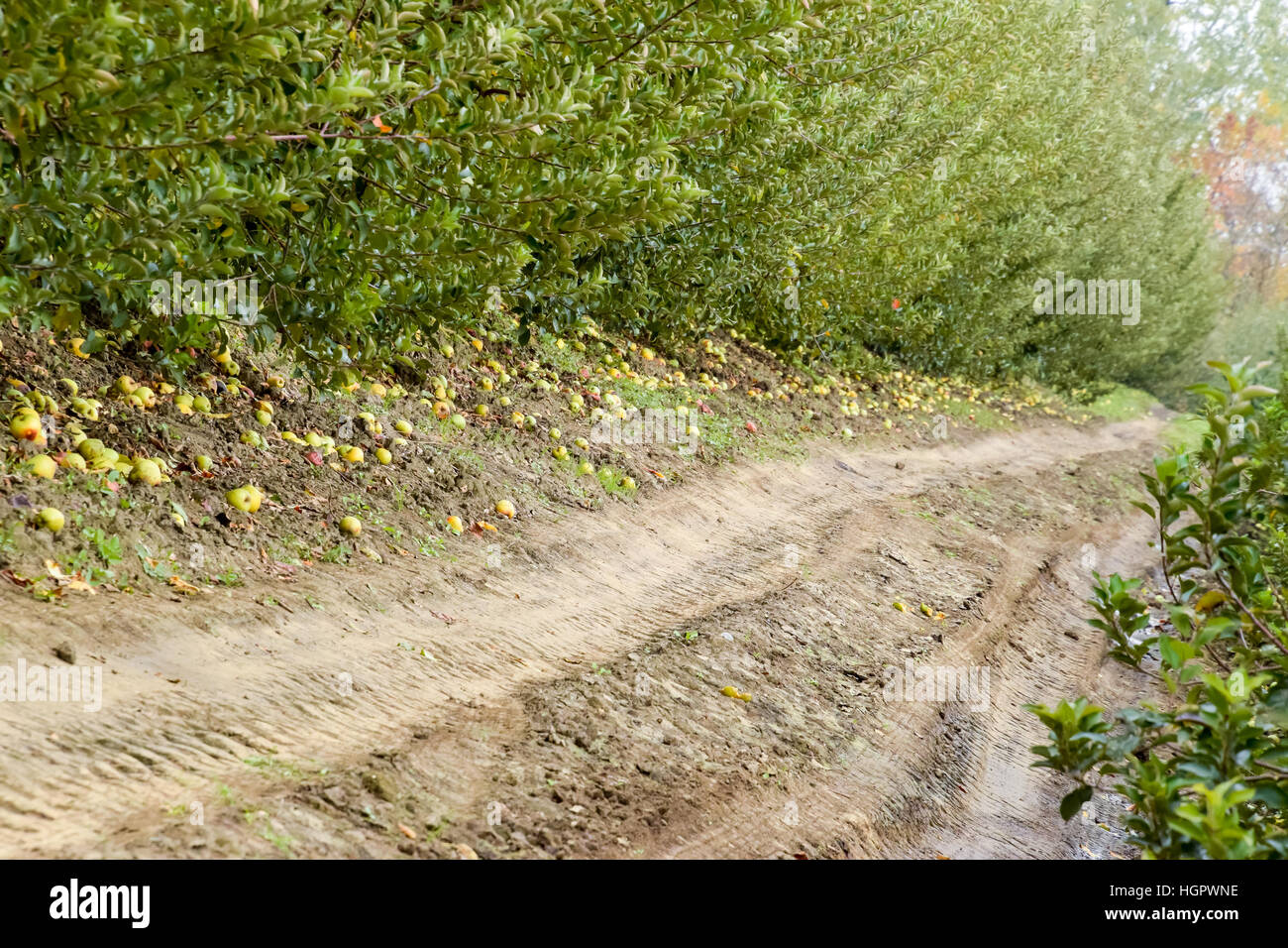 Apple orchard. Rows of trees and the fruit of the ground under the ...