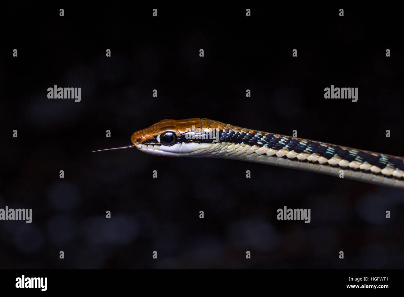 Painted Bronzeback Snake