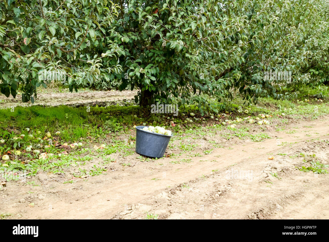 Apple orchard. Rows of trees and the fruit of the ground under the ...