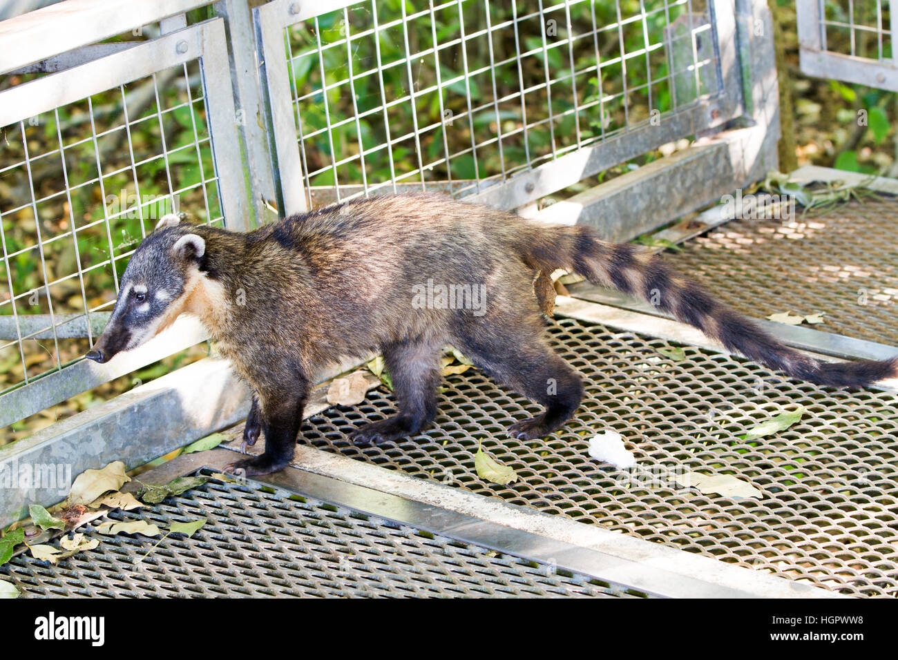 The coati (Coati-Mundi, coatimundi, hog-nosed coon) at Iguazu Waterfall ...