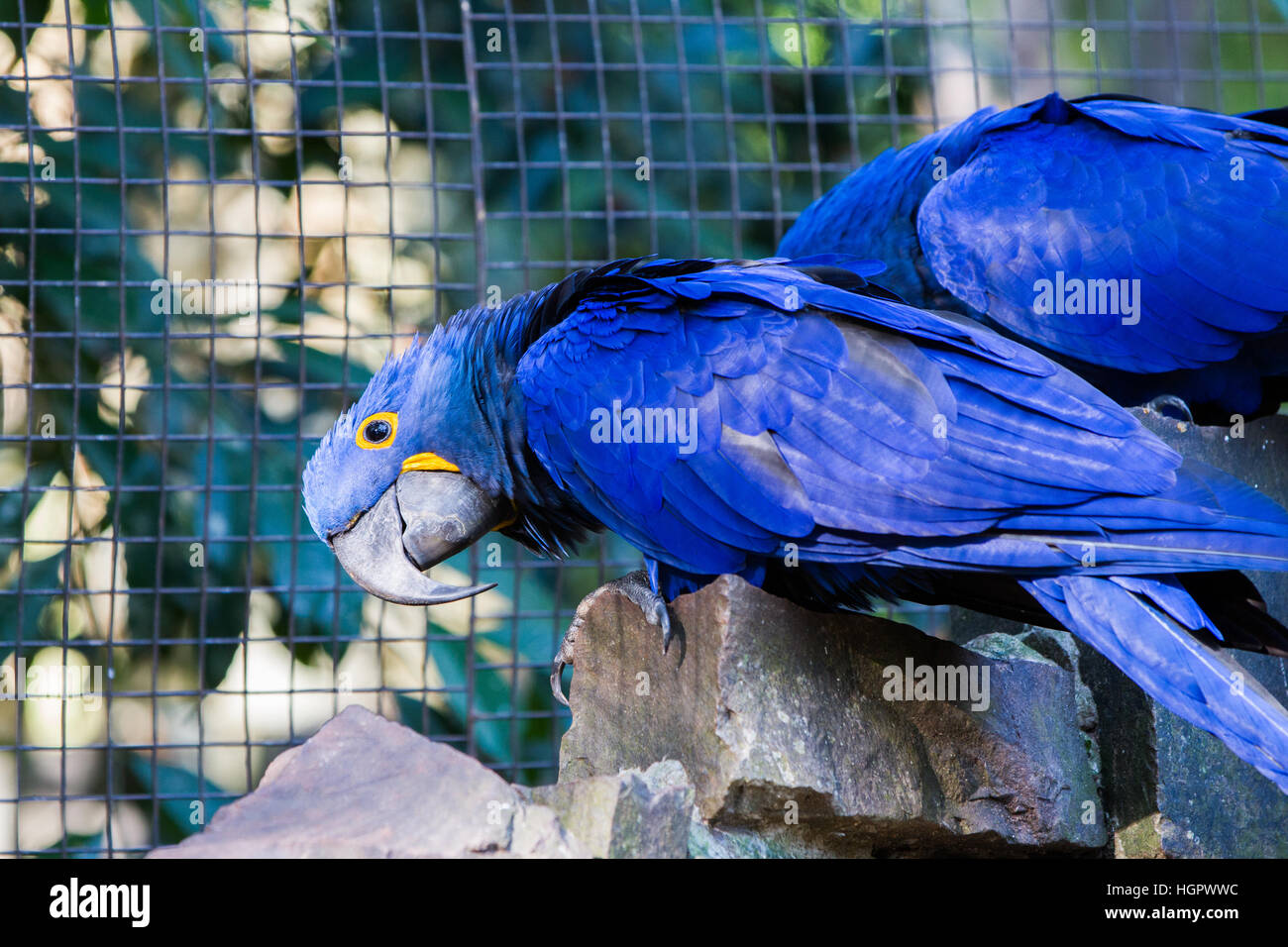 The hyacinth macaw, or hyacinthine macaw, parrot native to central and ...