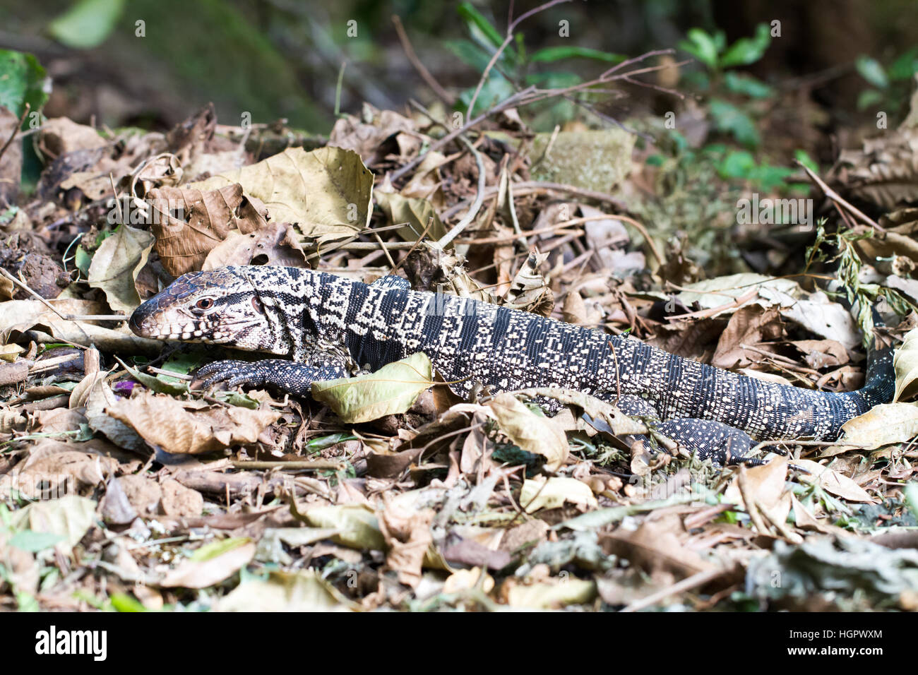 Close-up of a grey lizard at the Iguazu Waterfall National Park Stock ...