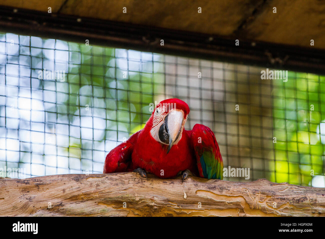 The green-winged macaw at Iguazu falls, Brazil - also known as the red-and-green macaw - large ...
