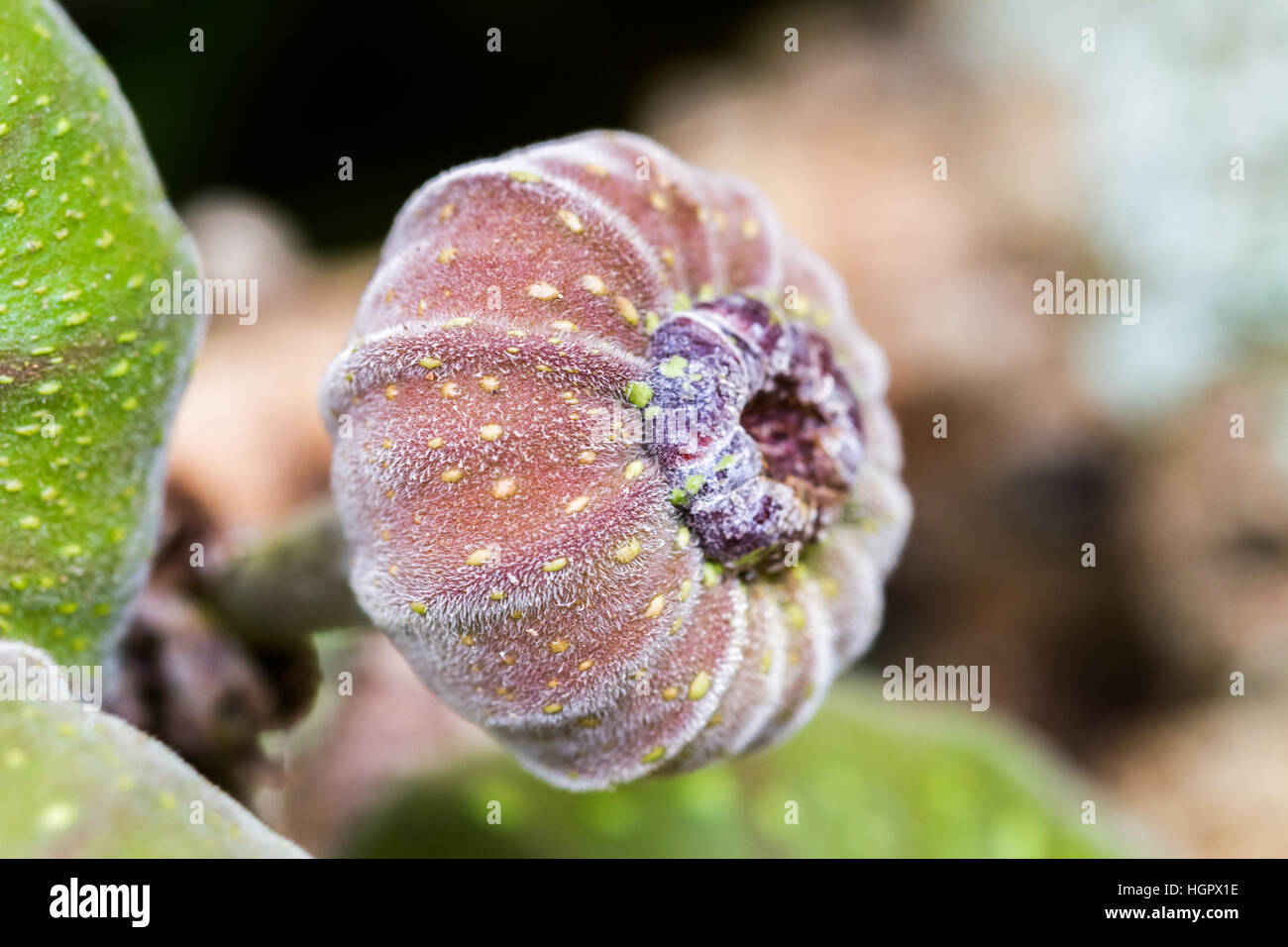 Close-up of wild fig fruit Stock Photo - Alamy