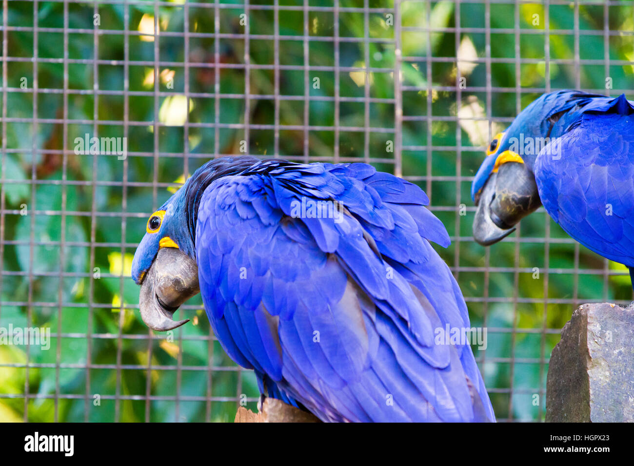 The hyacinth macaw, or hyacinthine macaw, parrot native to central and ...