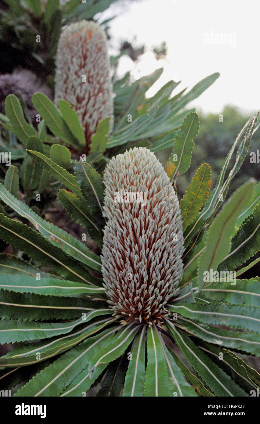 Banksia leaves hi-res stock photography and images - Alamy