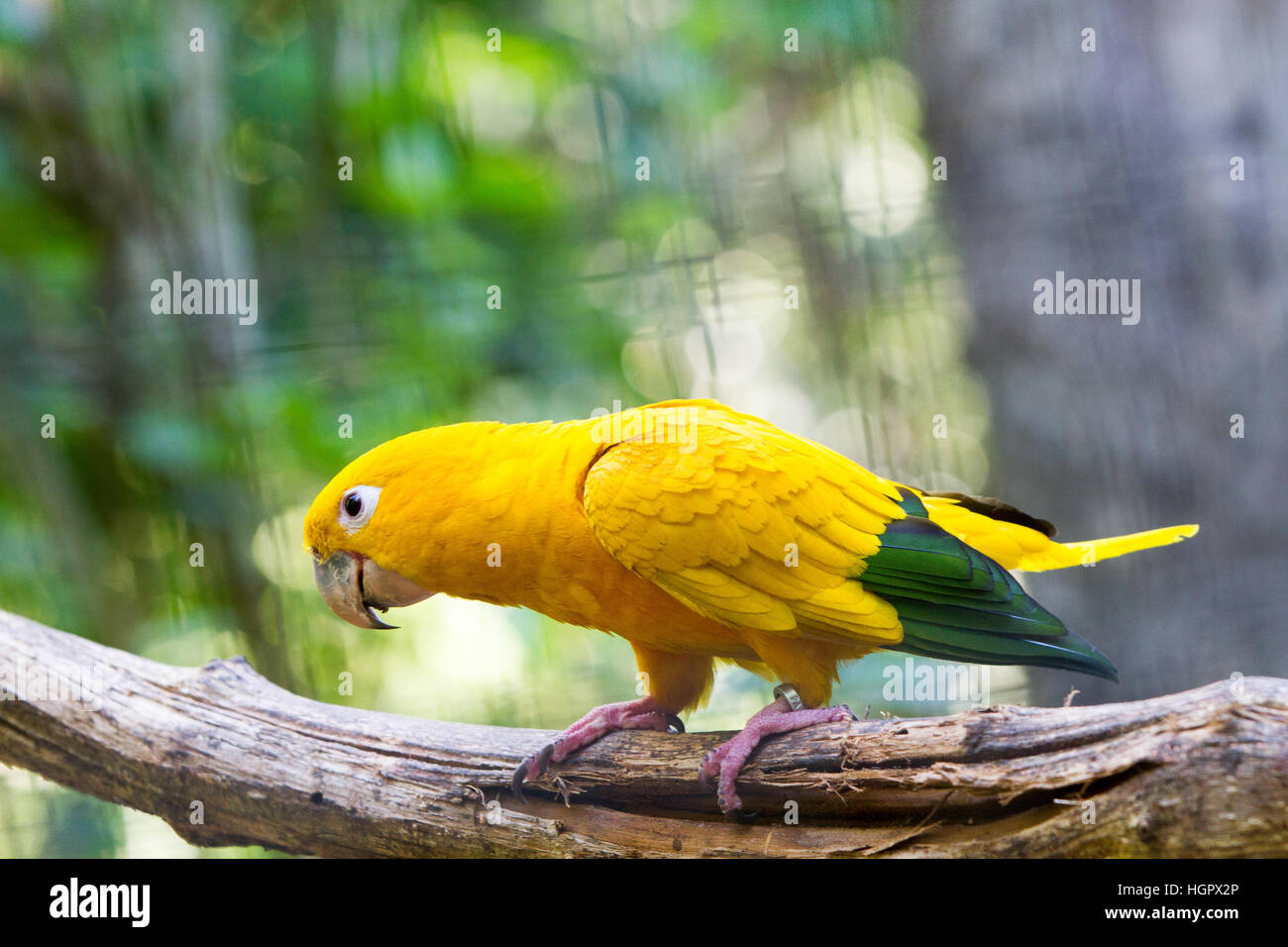 The golden parakeet or golden conure (Guaruba guarouba), yellow parrot ...