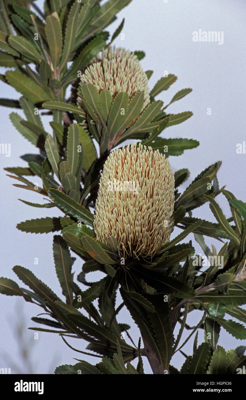 Banksia australian native tree hi-res stock photography and images - Alamy