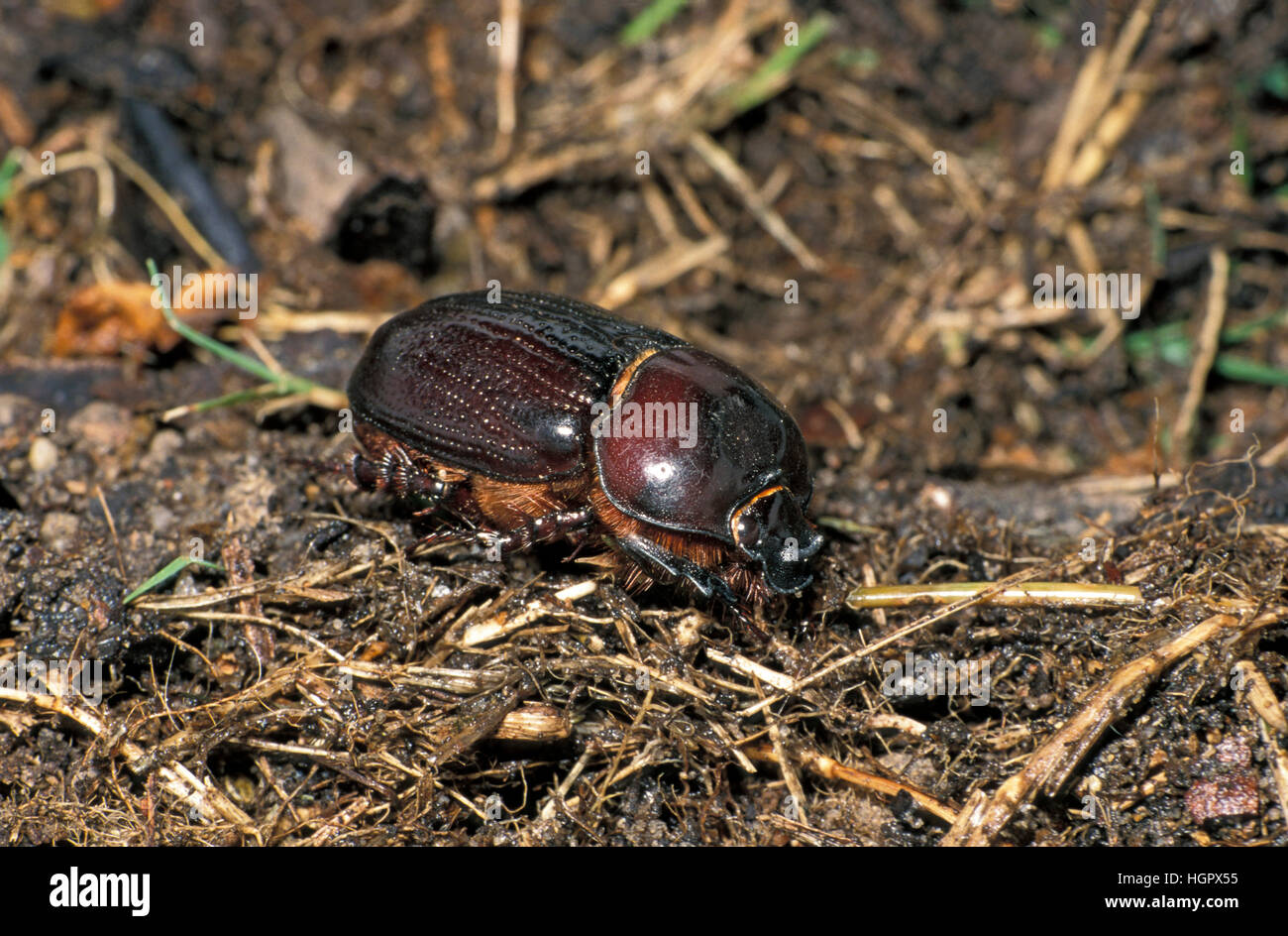 Australian beetles hi-res stock photography and images - Alamy