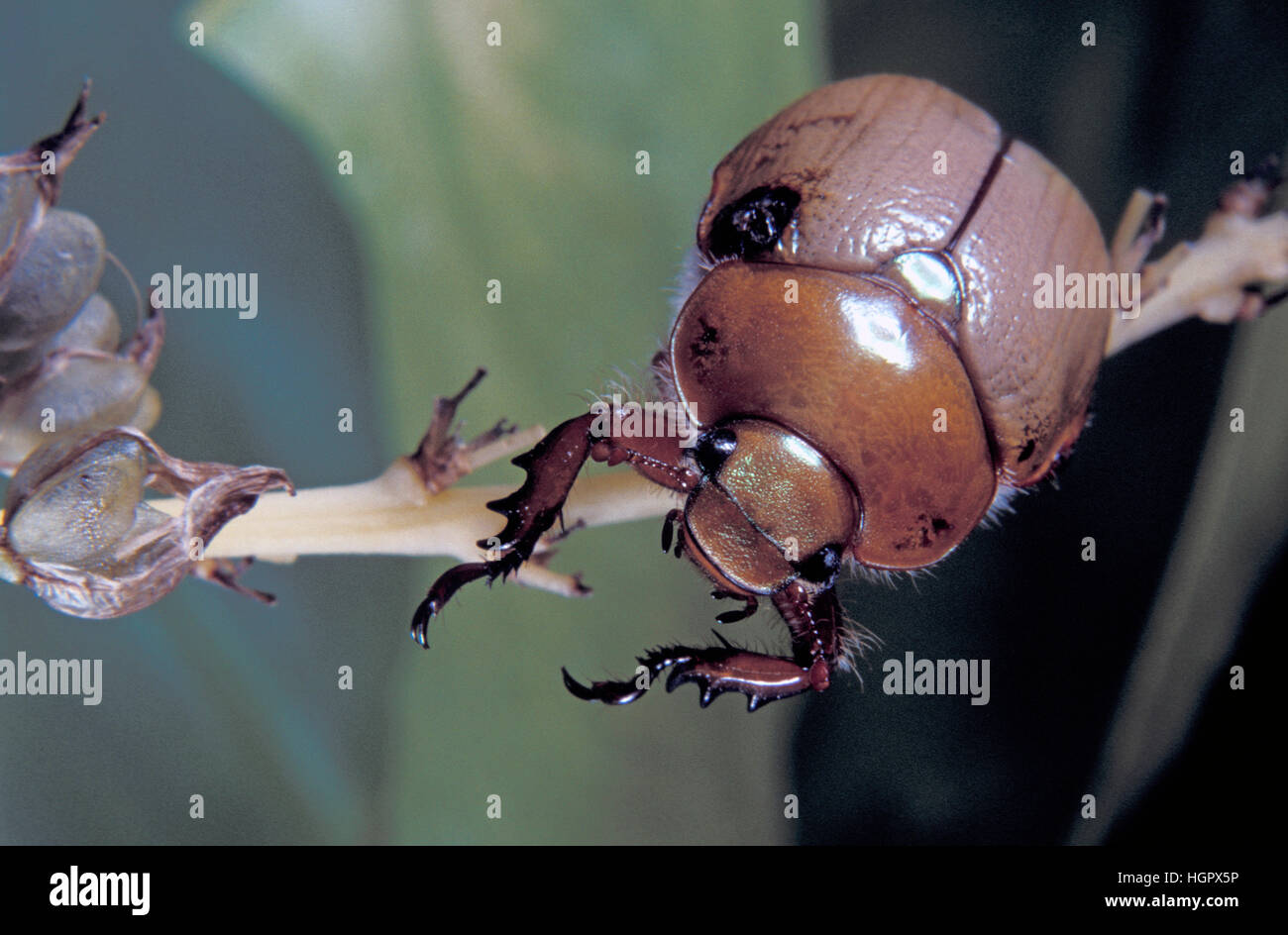 Australian beetles hi-res stock photography and images - Alamy