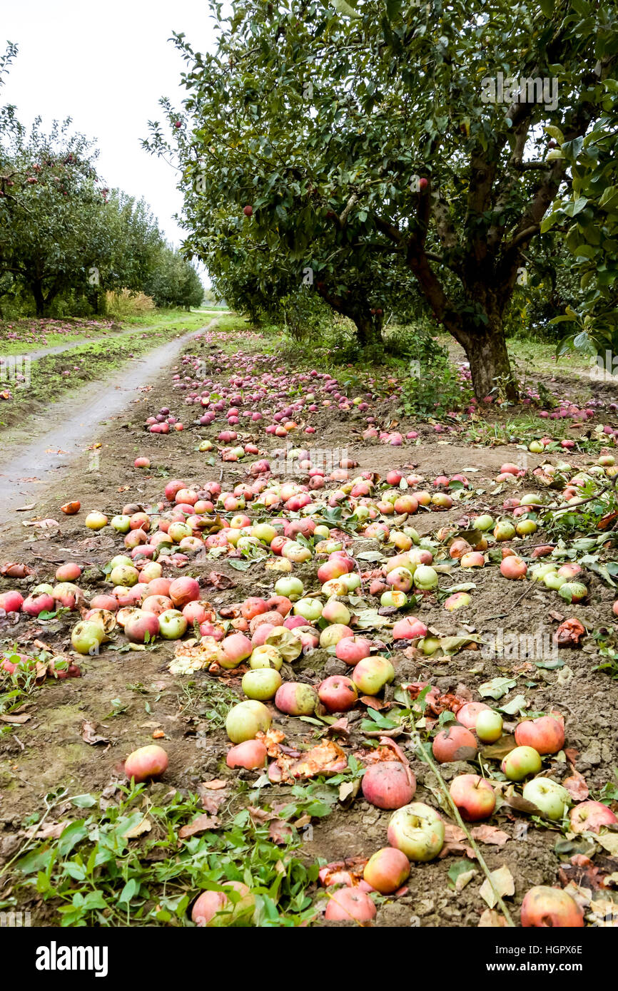 Apple orchard. Rows of trees and the fruit of the ground under the ...