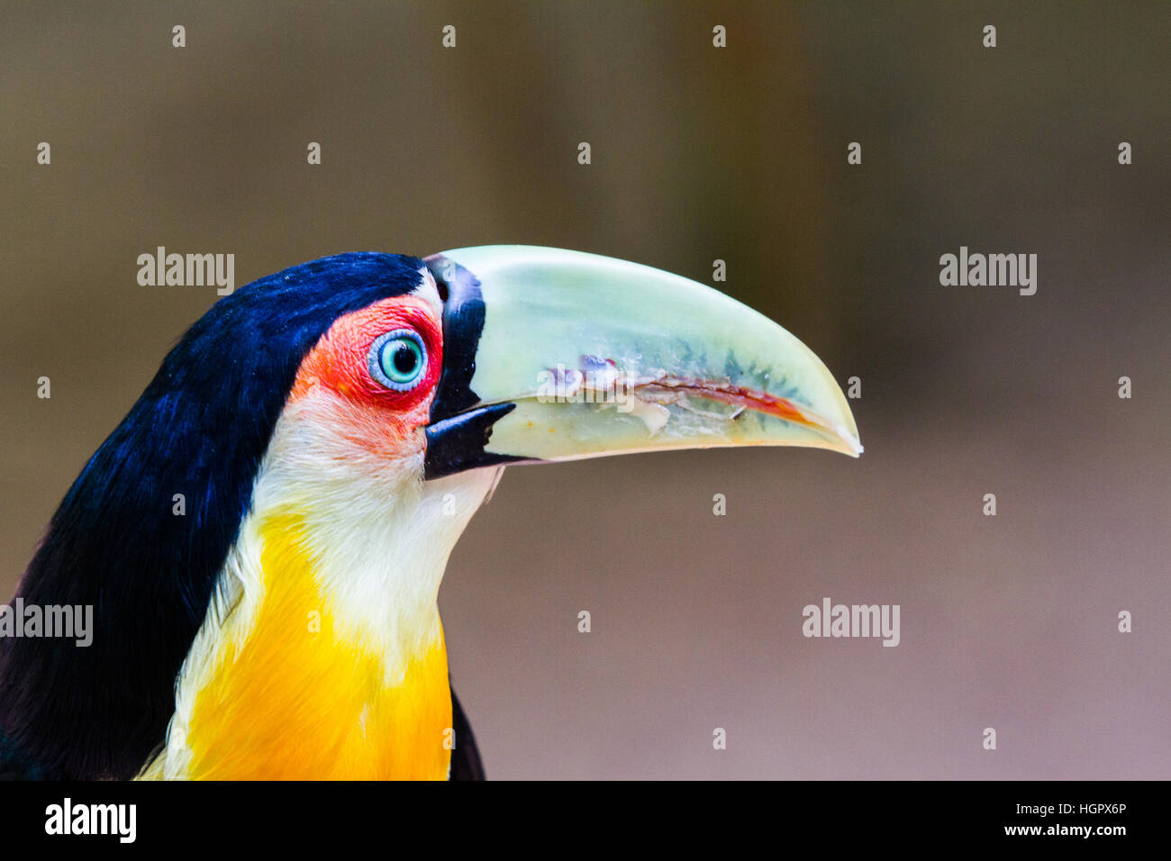 Close-up of the toucan in the Iguazu Waterfall National Park Stock ...